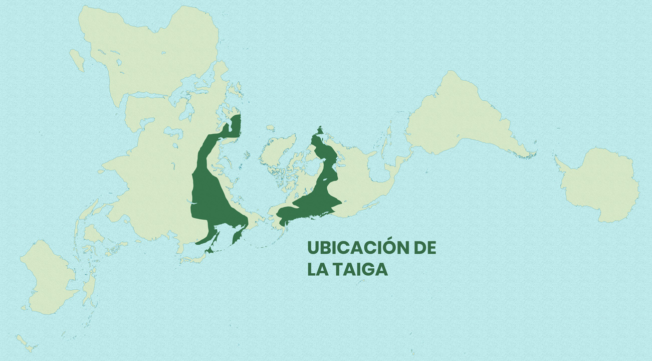 La taiga: 6 cuestiones fundamentales para entender su importancia